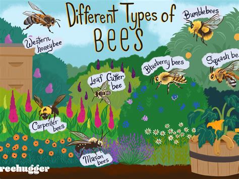Different Types Of Underground Bees