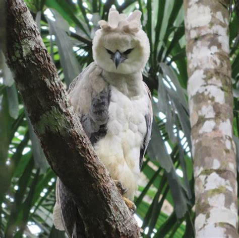 Peruvian Amazon Wildlife