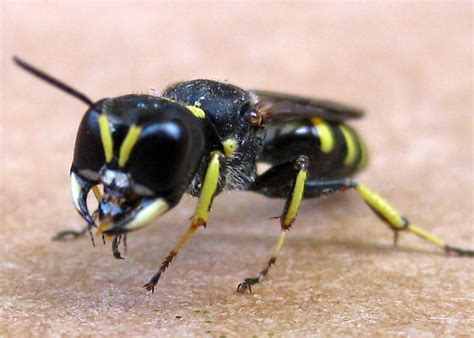Square Headed Wasp Bugguidenet