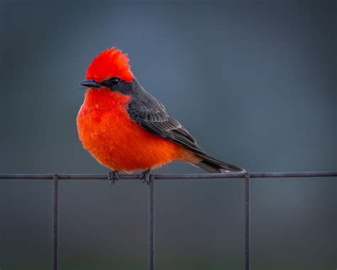 Vermilion Flycatcher Birds Of Coachella Valley Ca Desert Oasis Insider