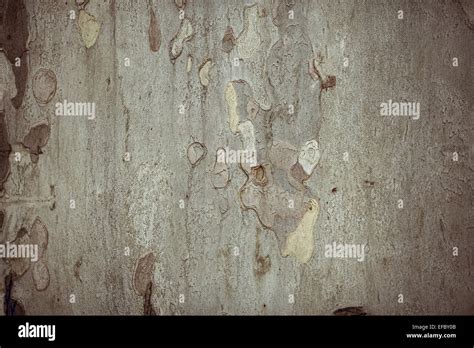 Tree Bark Texture Stock Photo Alamy