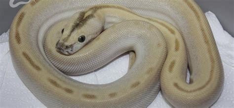 Hypo Green Burmese Python