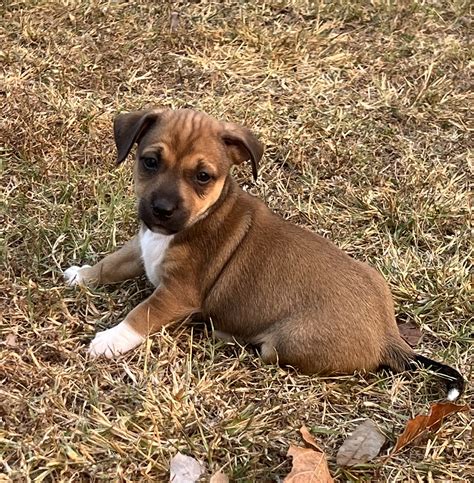 Mini Foxy Bluewater Petsforhomes