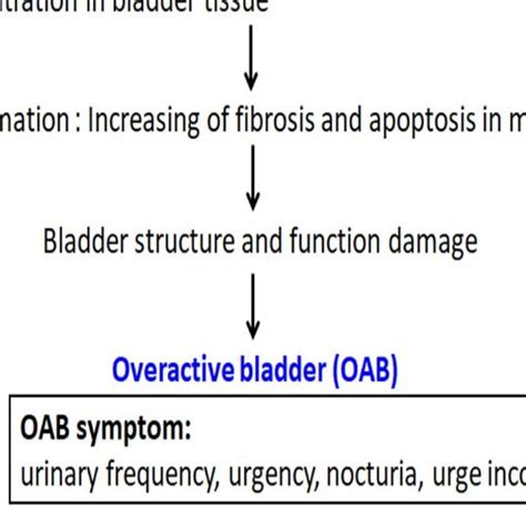 Pdf Bladder Hyperactivity Induced By Oxidative Stress And Bladder
