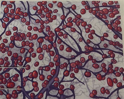 Reticular Fibers Lymph Node