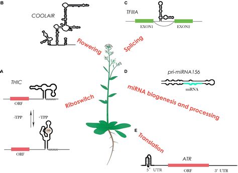 Tertiary Structure Of Rna