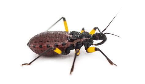 Ninfa De Segundo Instar De Dos Masassin De Bicho Platymeris Biguttatus