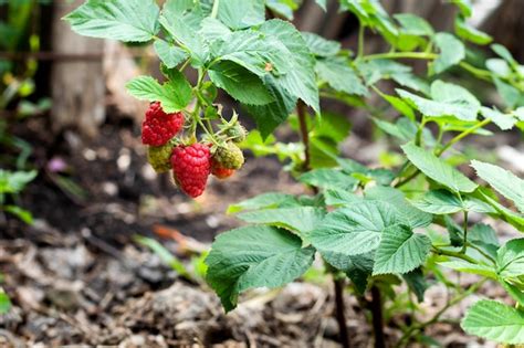 Premium Photo Red Raspberry Bush In The Garden