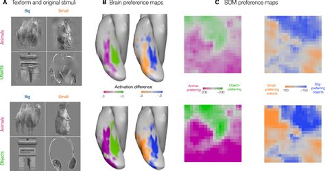 Cortical Topographic Motifs Emerge In A Self Organized Map Of Object Space Science Advances