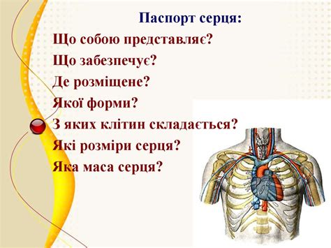 Система кровообігу Серце людини будова функції механізм роботи