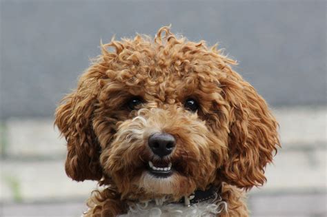 400개 이상 무료 Poodle 및 푸들 사진 Pixabay