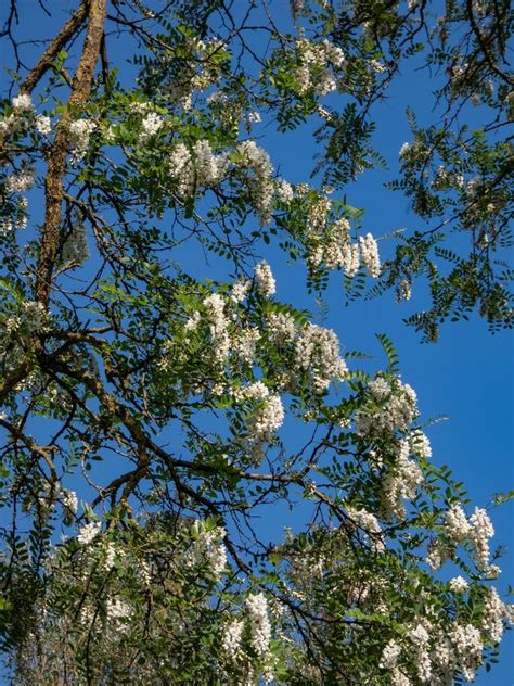 White Large Flowers Of Black Locust Or False Acacia Robinia