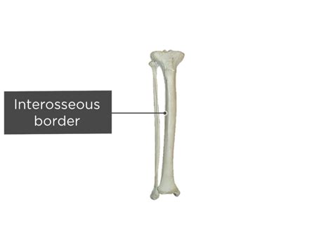 Tibia And Fibula Bones Anatomy Getbodysmart