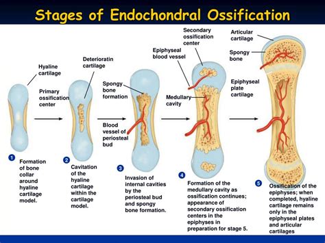 Endochondral Ossification Definition Anatomy