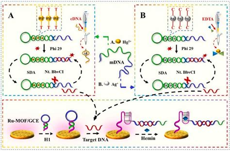Luminescent Metal Organic Frameworks For Electrochemiluminescent Detection Of Water Pollutants