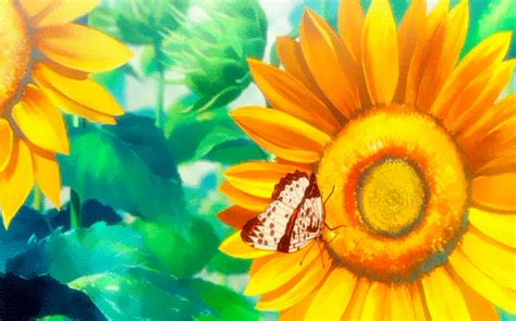 Sunflower S 95 Beautiful  Animations For Free