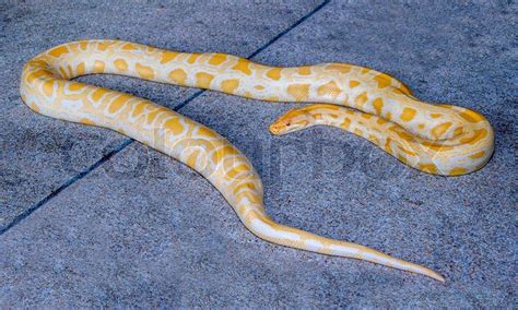 Albino python slange på gulvet Stock foto Colourbox