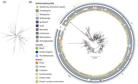 Phylogeny Of Salmonella Heidelberg Isolates Based On Core Genome Single Download Scientific