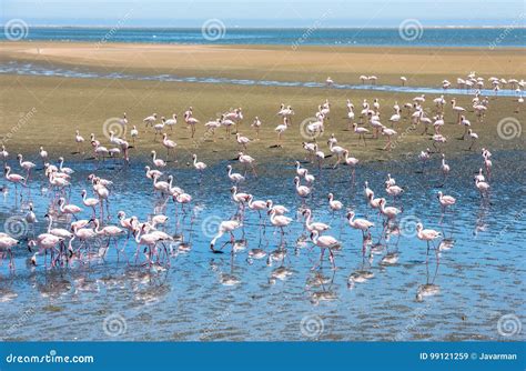 Flock Of Flamingos At Walvis Bay Namibia Stock Image Image Of