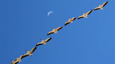 Where Do Your Backyard Birds Migrate In The Winter