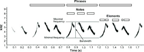 Representative Sonogram Demonstrating Song Nomenclature And Download Scientific Diagram
