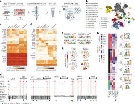 Atac Seq Profiling Of Norn Cells Identifies Genomewide And Epo