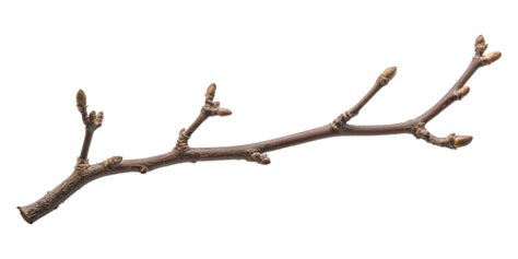 Tree Branch Png Pngs For Free Download