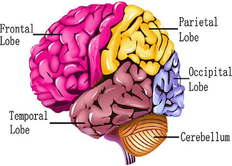 Cerebral Cortex Structure Gyri And Sulci Of The Brain
