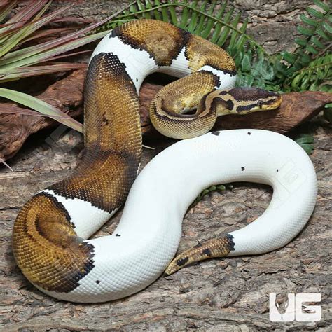 2018 Lavender Albino Spider Ball Python For Sale Underground Reptiles