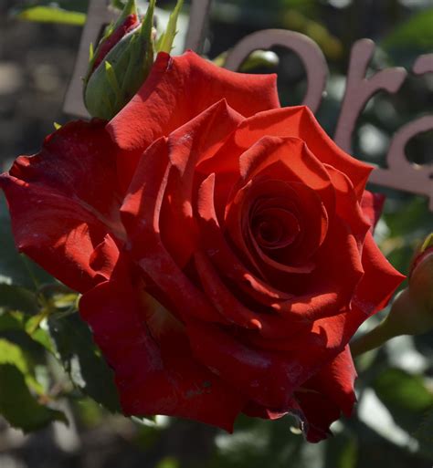 Купить саженцы Роза Спрей Саша с доставкой! | Florali-Flor