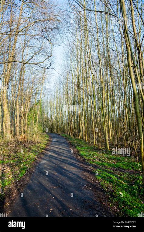 Pattern Of Trees With Clear Blue Sky And Harmonic Branch Structure