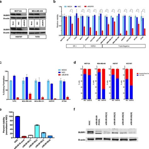 Bub1b Knockdown Reduces Viability And Clonogenicity In Breast Cancer