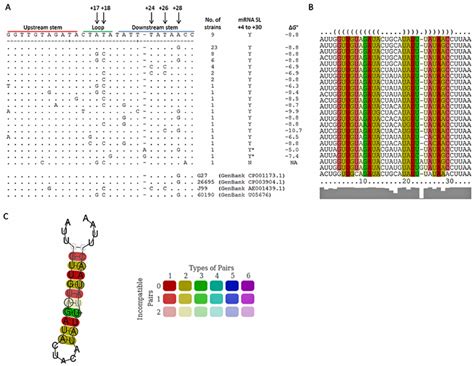 Nucleotide Sequences And Prevalence Of 20 Different Stem Loop Variants