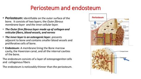 Ppt Bone And Alveolar Process Prof Olfat Gaballah Powerpoint