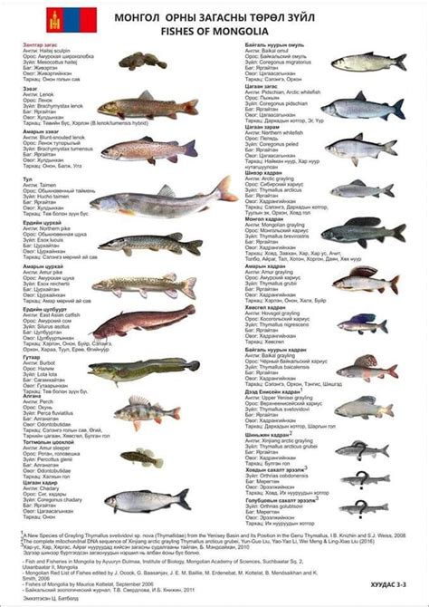 Монгол орны загасны төрөл зүйл Wonderfuls Mongolia