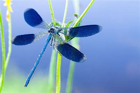 16 Blue Dragonfly Meanings What Do They Symbolize Uniguide