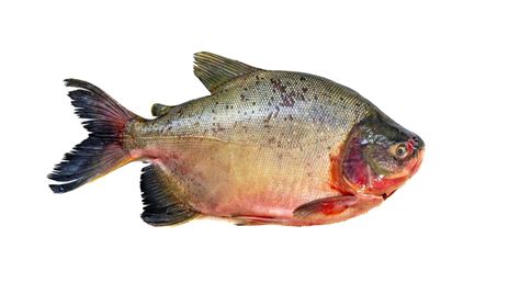 Tambaqui Colossoma Macropomum Peixe Tradicional Brasileiro De água Doce