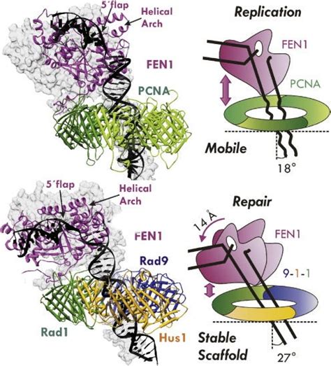 Integrative Modeling Of Macromolecular Assemblies From Low To Near Atomic Resolution By Csbj