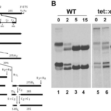 Esf2p Is Required For Normal Pre Rrna Processing A Yeast Pre Rrna Download Scientific