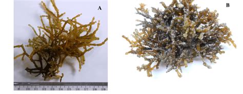 Morphology Of Macroalgae Thallus A On The Rocky Shore Of Southern