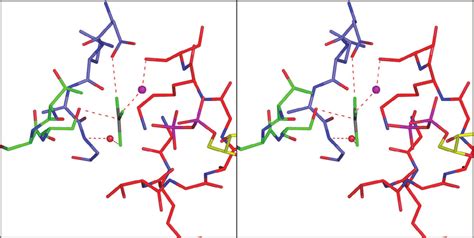 12 stereo view of the coordination of alf3 to the kinesin motor domain