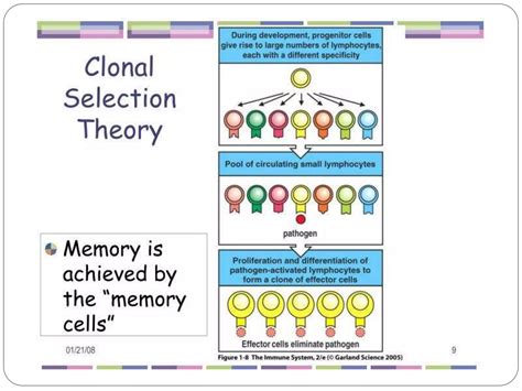 Clonal Selection Theory Pptx