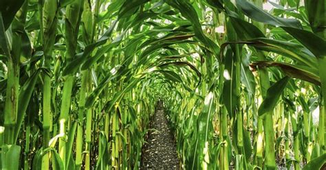 Explore How Predictive Modeling Is Revolutionizing Farming With Long