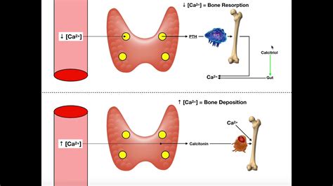 Parathyroid Hormone Calcitonin