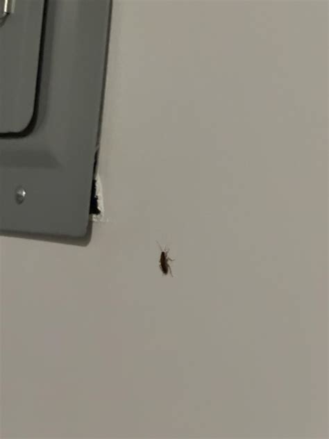 Pls Help Assuming Some Kind Of Roach R Bugidentification