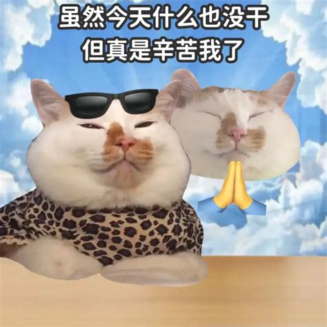 《虽然今天啥也没干但辛苦我了的超萌猫咪表情包》 猫咪表情包丨上班哪儿有不疯的？表情包图片动图 求表情网 斗图从此不求人