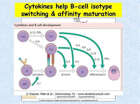 Ppt Antigen Presentationcell Cooperation In Antibody Response