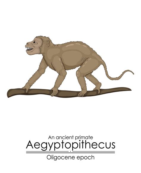 An Ancient Primate Aegyptopithecus From Oligocene Epoch 42596850
