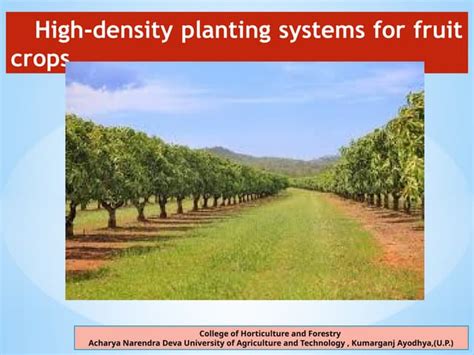 High Density Planting In Horticultural Plant Pptx