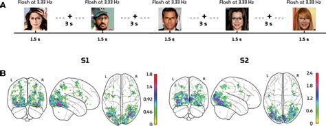 A Experimental Paradigm Visual Stimuli Were Flashed With A Frequency